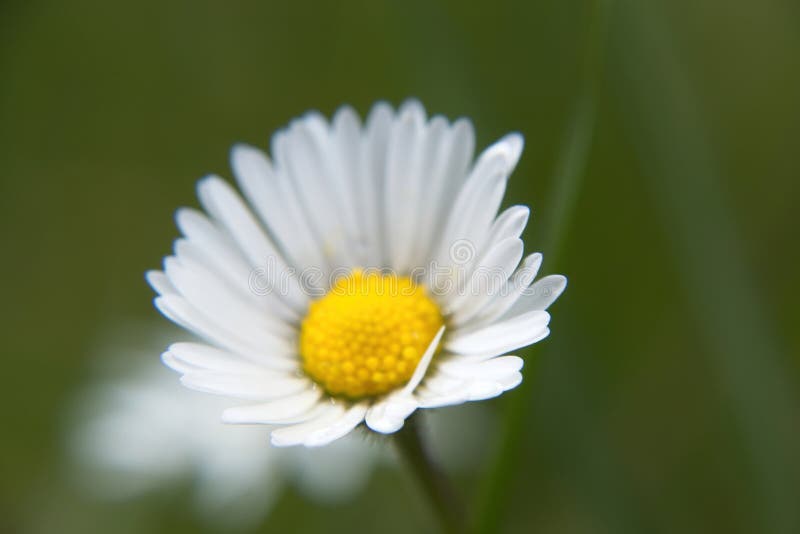 Close up of daisy stock image. Image of field, close - 231815641