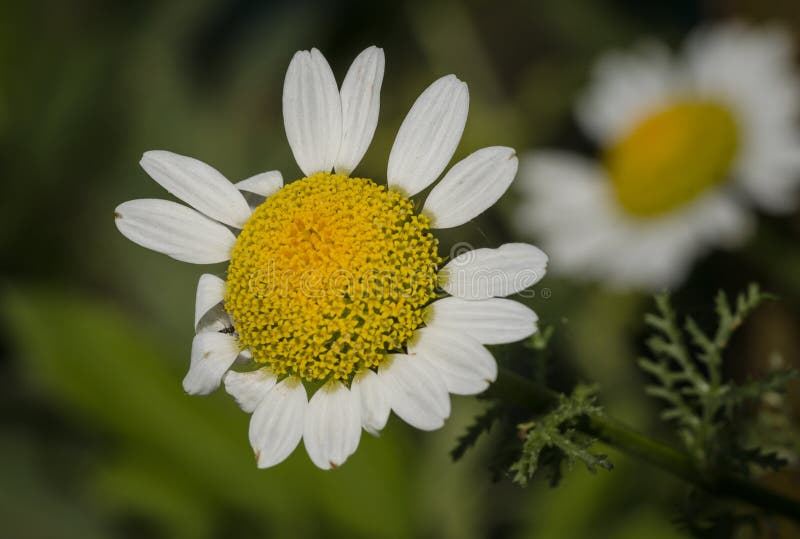 Close up daisy stock photo. Image of leaf, grow, nature - 57567096