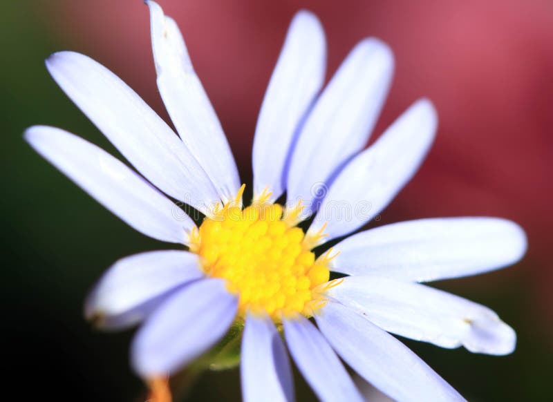 Close Up of a Daisy Flower stock photo. Image of green - 230809096