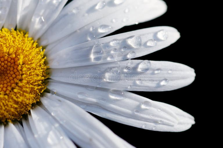 Close-up of a daisy flower stock photo. Image of daisy - 2690382