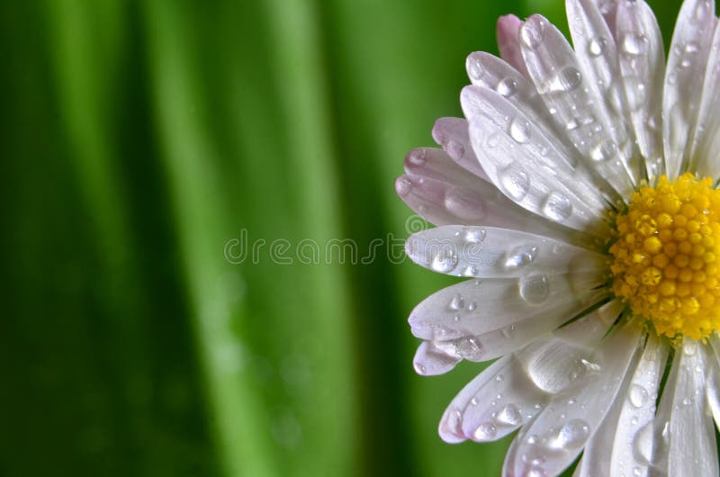 Close-up of a daisy flower stock image. Image of blossom - 54647655
