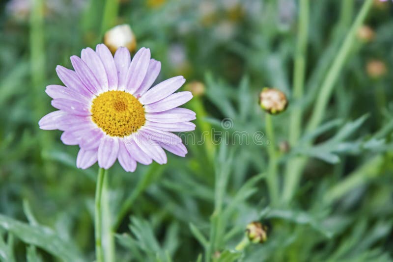 Daisy flowers in nature stock photo. Image of blossom - 170054836