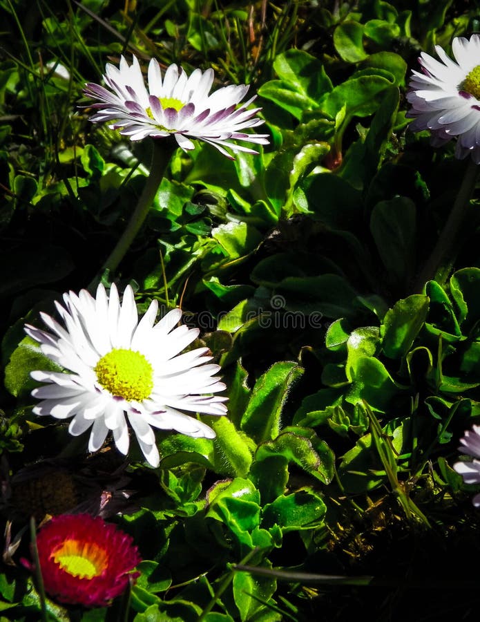 Close up of daisy flowers stock photo. Image of gardening - 150897780