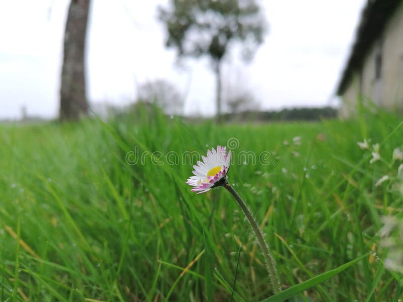 The first daisies stock image. Image of farm, daisies - 186536363