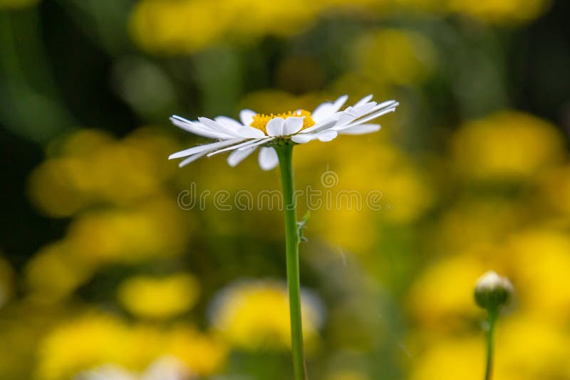 A Pretty Daisy Flower stock photo. Image of beautiful - 133044300