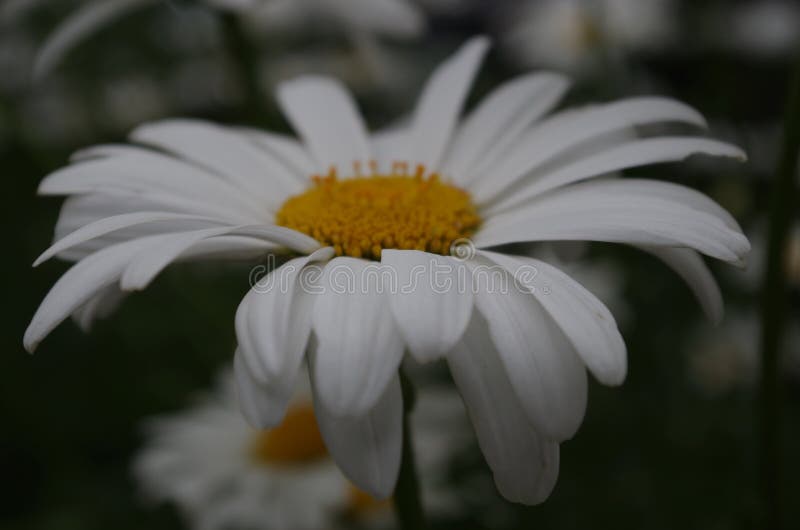 Close Up of a Daisy from the Side Stock Photo - Image of freshness ...