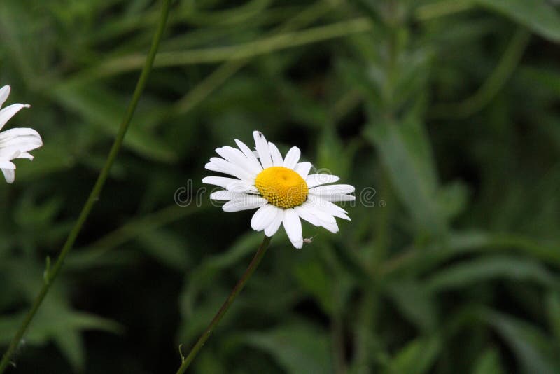 A close up of a Daisy stock photo. Image of close, natural - 199873636