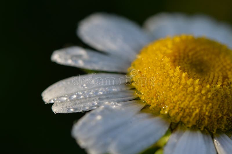 Close Up of a Daisy with Water Drops Stock Photo - Image of close ...