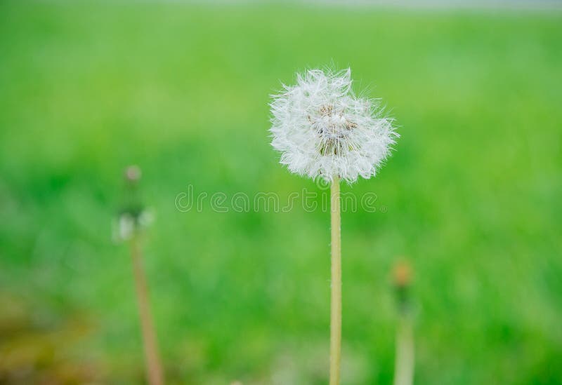 Close Up Dandelion Flower in Blue Bright Turquoise. Background ...