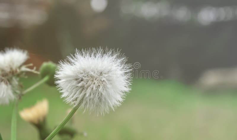 Fuzzy Dandelion Stock Images - Download 514 Royalty Free Photos