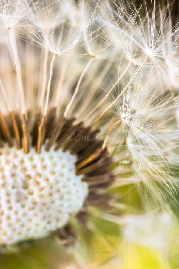 Close Up of Dandelion Fluff Stock Image - Image of flora, downy: 44488557