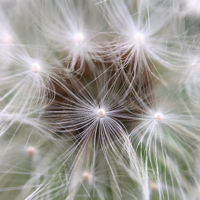Close up of dandelion head stock image. Image of focus - 72295219
