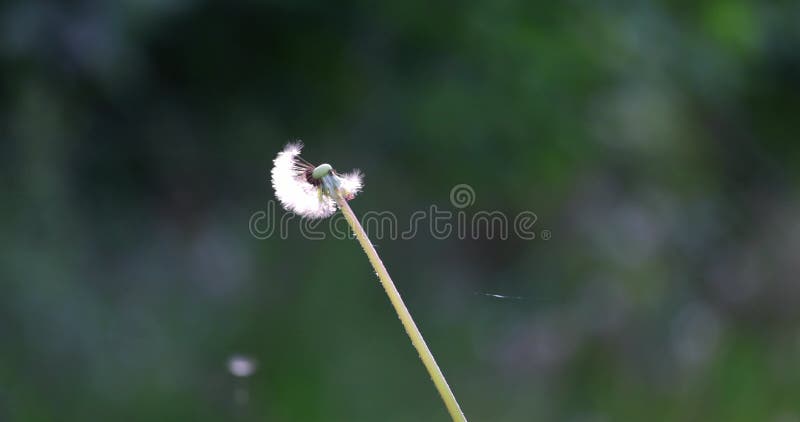 Dandelion Dispersing Seeds, Blurring into Motion. a Symbol of Nature S ...