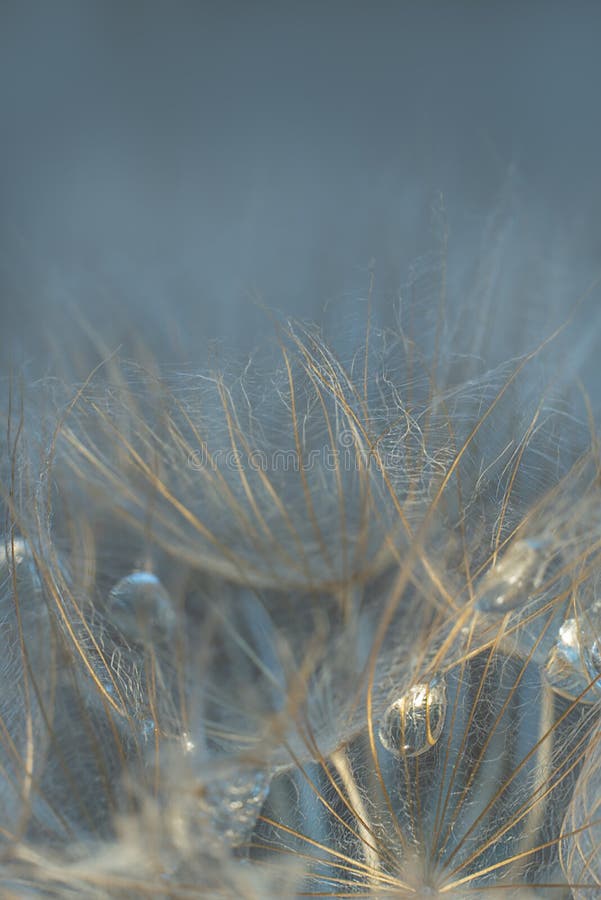 Close-up of Dandelion Seed with an Abstract Touch Stock Photo - Image ...