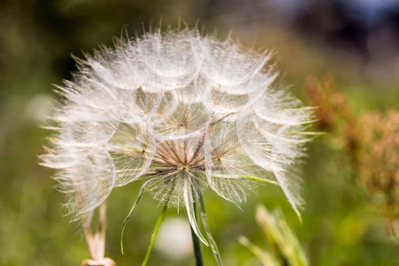Dandelions, Kites, Wind, Ripe Flying Seeds (fruits) of a Plant Spread ...