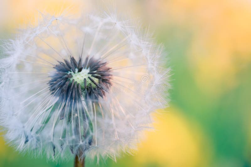 Close Up of Dandelion, Spring Abstract Color Background Stock Image ...