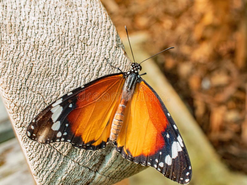 A Close Up of Danus Chrysippus Butterfly,Plain Tiger Butterfly Stock ...