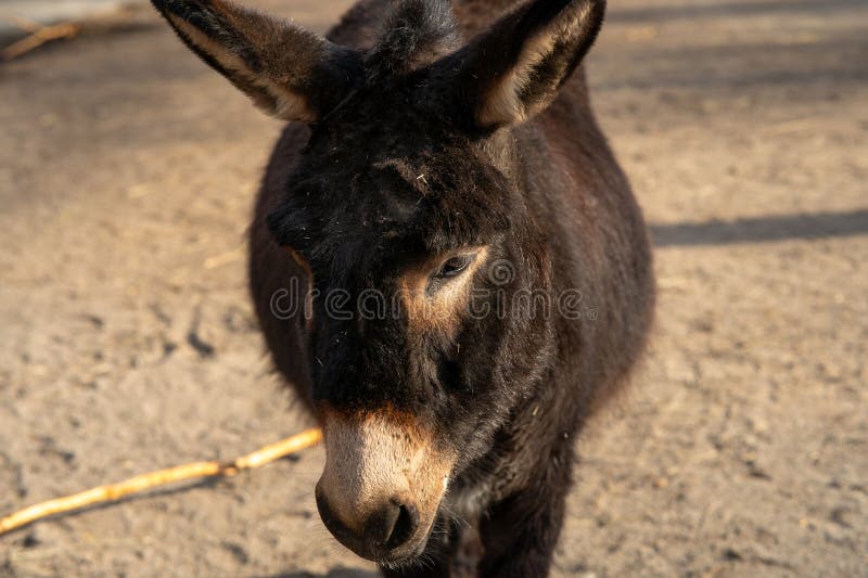 A Close-up of a Dark Brown Donkey. he Stands Looking Straight Ahead ...