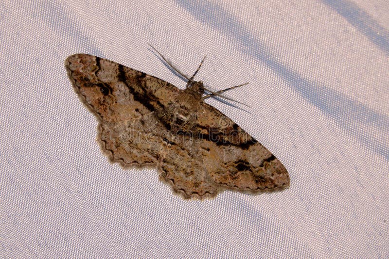 Geometrid moth stock photo. Image of geometridae, close - 264250256