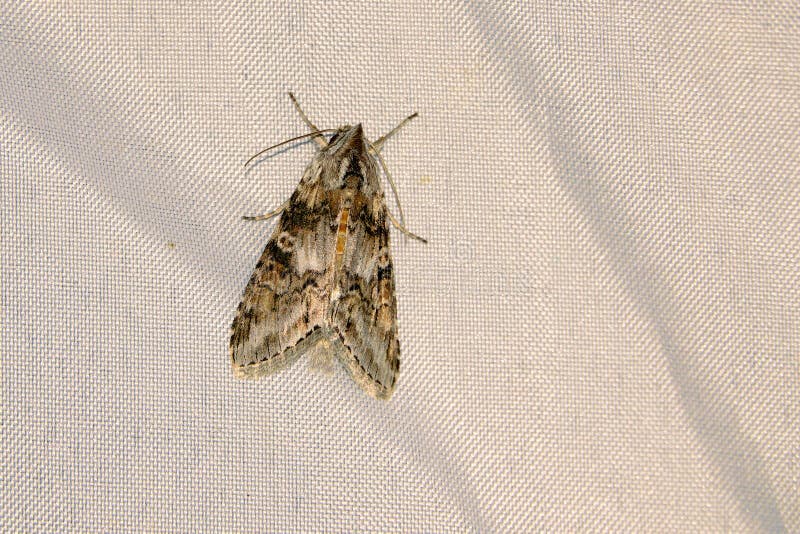 Noctuidae moth stock photo. Image of natural, noctuidae - 264250318