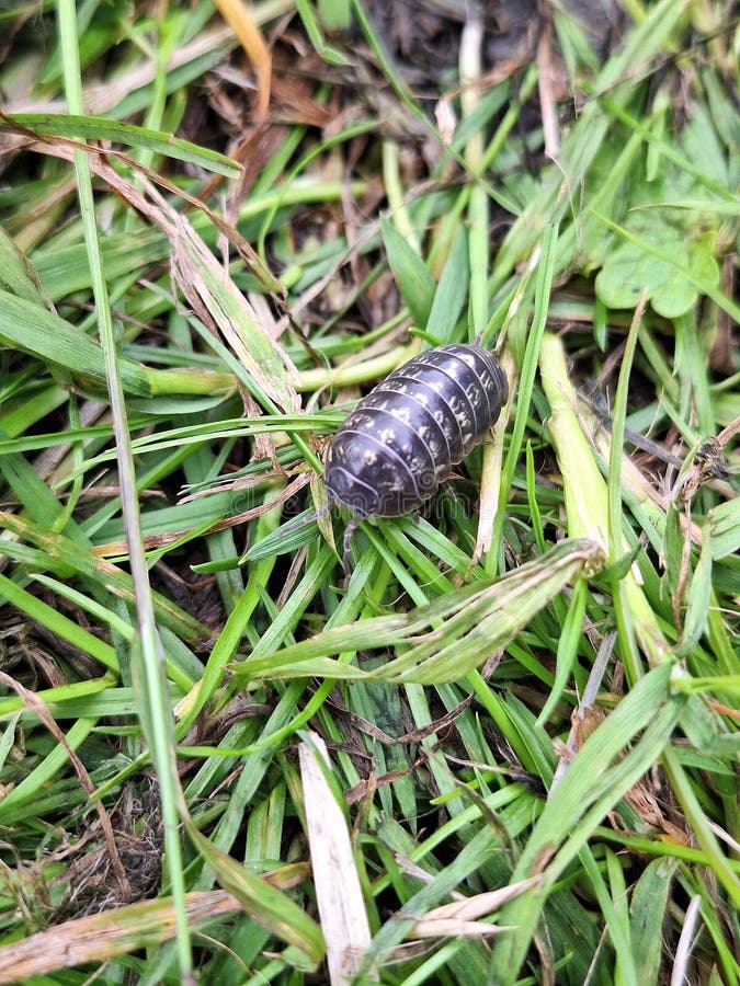 Macro Shot of a Common Woodlouse on Wet Grass Stock Photo - Image of ...