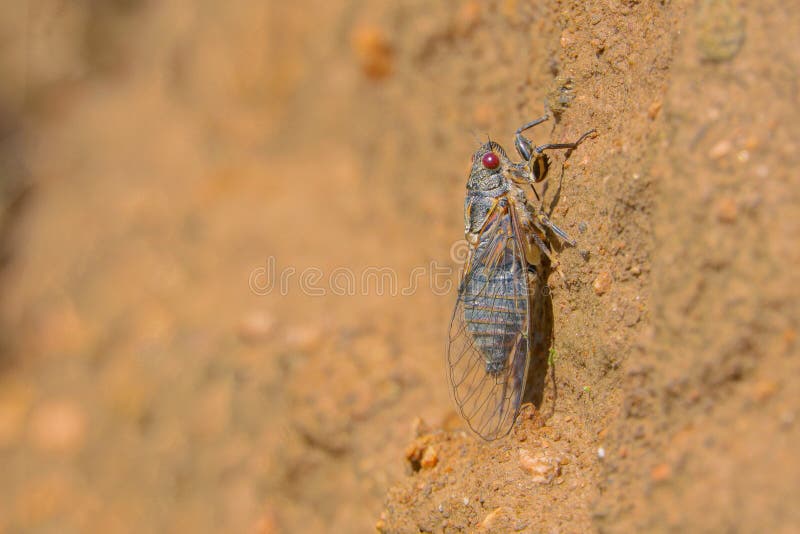 Cicada stock photo. Image of insects, cicada, wildlife - 271848808