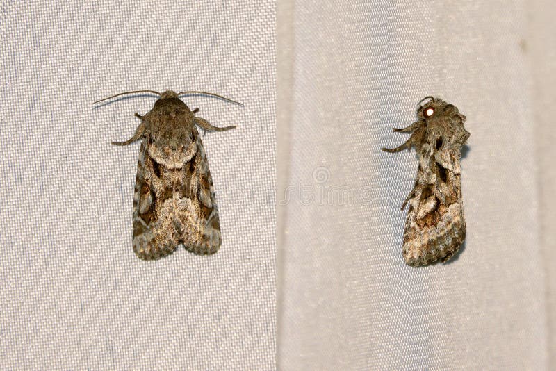 Noctuidae moth stock photo. Image of dark, wild, moth - 264249726