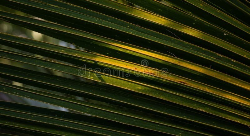 Close Up of Dark Green Palm Leaf Texture with Sunlight Stock ...