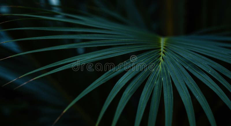 Close Up of Dark Green Palm Leaf with Water Droplets Stock Illustration ...