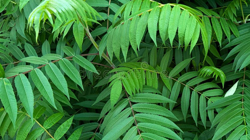 A Close Up of Dark Green Sumac Tree Leaves. Stock Image - Image of ...