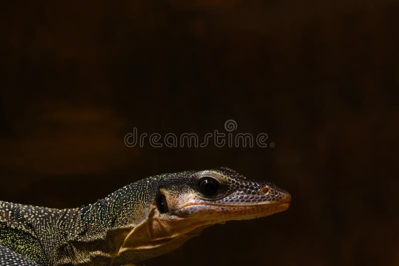 Close-up of the Monitor Lizard that Lies on the Rock Stock Photo ...