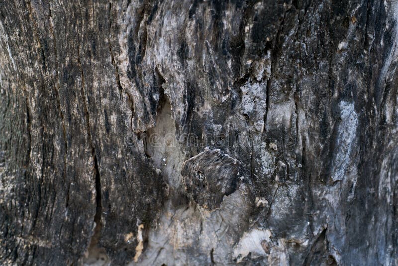 Close Up Dark Old Tree Wood Texture Background Stock Image - Image of ...
