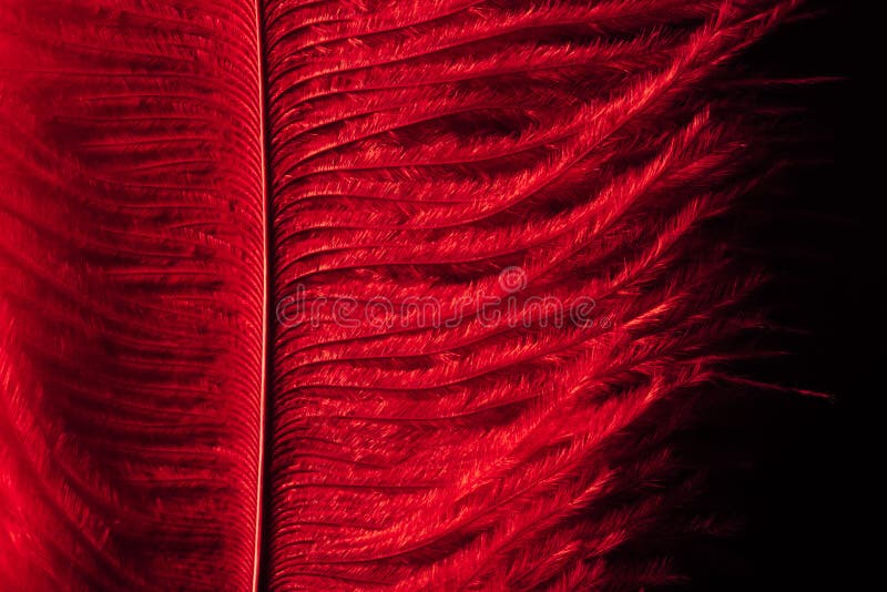 Close Up Dark Red Feather Texture Background Pattern with Copy Space ...
