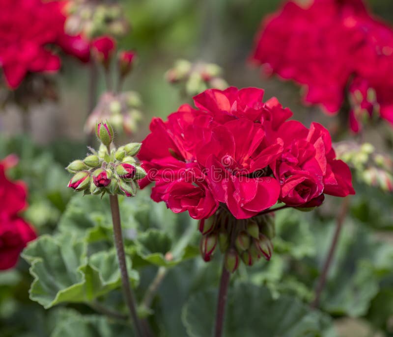 Dark Red Geranium Bud and Flower Stock Photo - Image of petals, spring ...