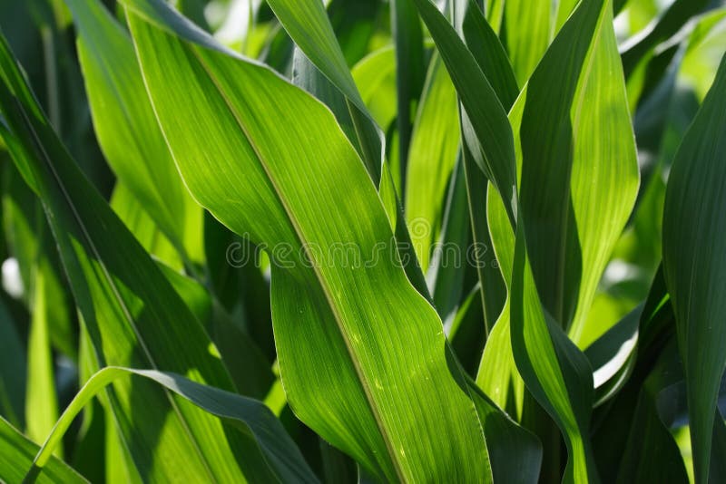Close Up Das Folhas Do Milho Foto de Stock - Imagem de cultive, etanol ...
