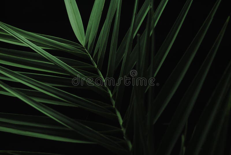 Close Up of Date Palm Leaf for Copy Space Stock Image - Image of curly ...