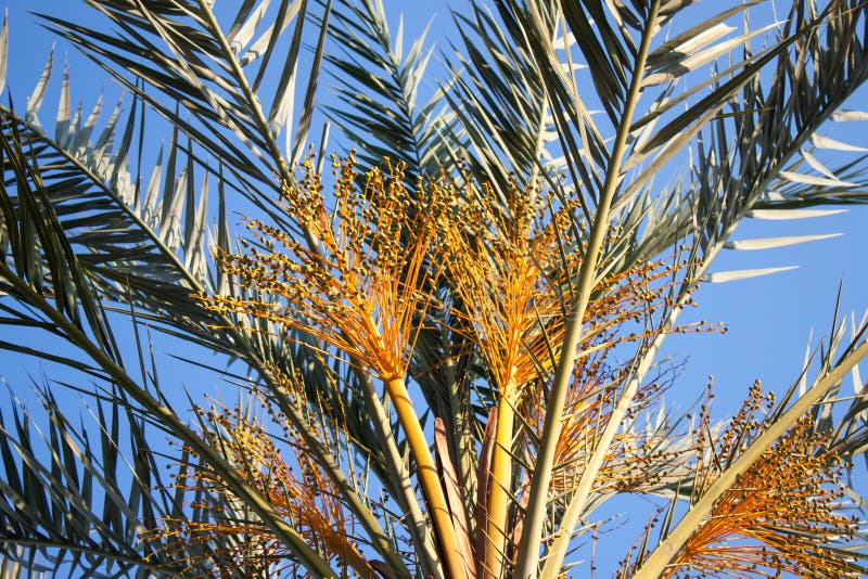 Date palm tree stock photo. Image of nature, bunch, tree - 106601022