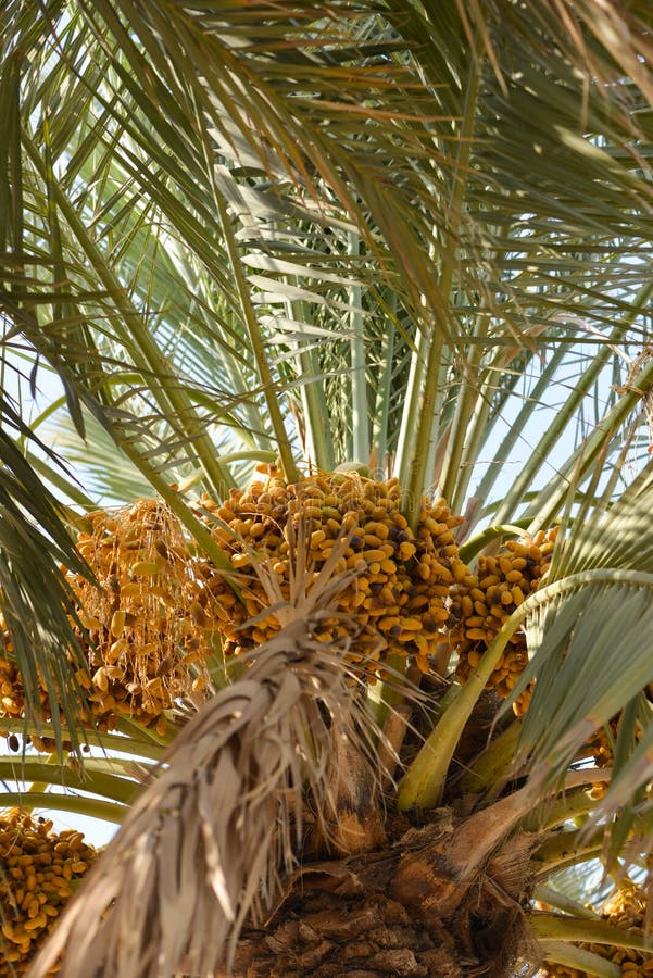Date tree palm stock image. Image of oman, tropical - 185228005