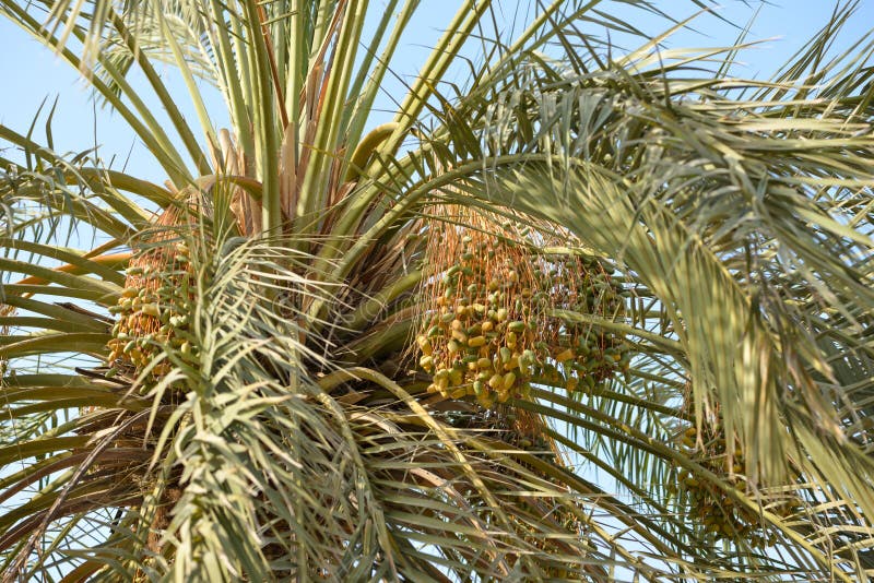 Date tree palm stock photo. Image of sweet, vine, nature - 185228236