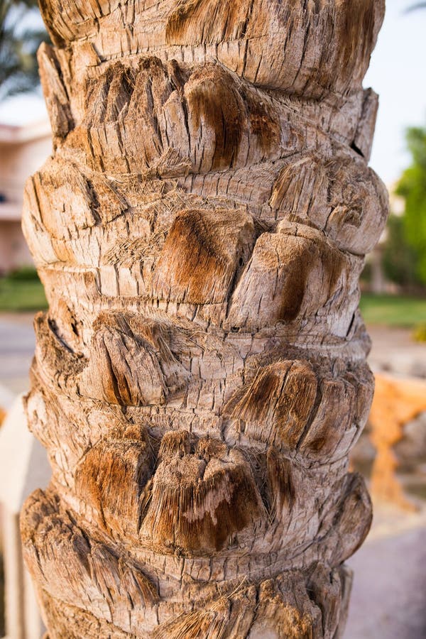 Close Up of a Dates Palm`s Bark. Texture Palm. Stock Photo - Image of ...
