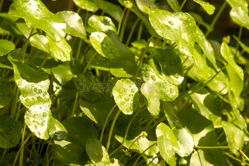 Close Up of Daun Pegagan, Centella Asiatica Leaves, in Shallow Focus ...