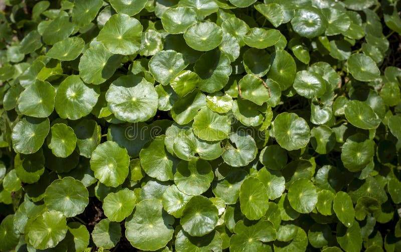 Close Up of Daun Pegagan, Centella Asiatica Leaves, in Shallow Focus ...