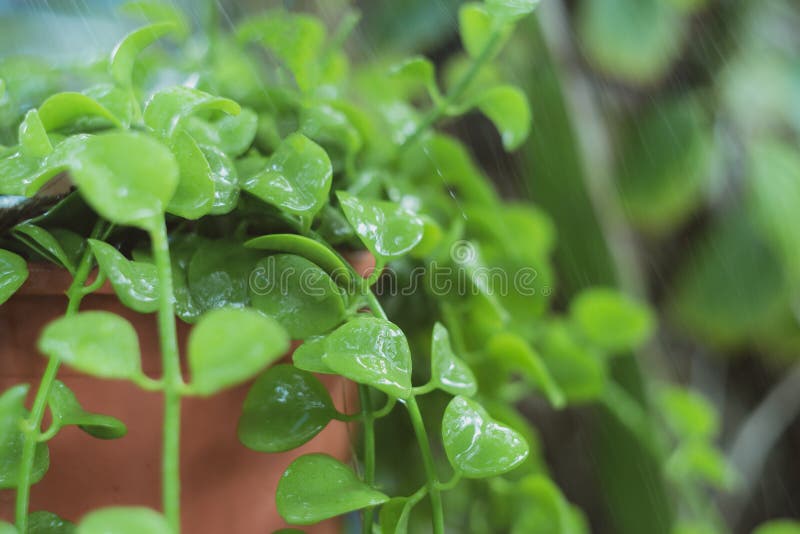 Close-up Dave Ornamental Plant Stock Photo - Image of decor, beautiful ...