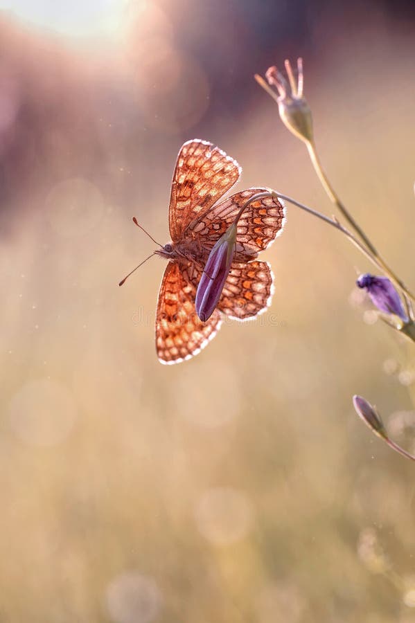 Butterfly Melitaea Athalia. Macro Butterfly Stock Photo - Image of ...