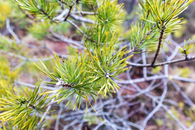 Close-up of Nature Scene with Pine Tree Needles Branch Stock Image ...