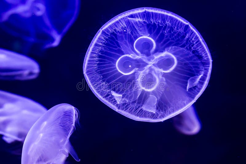 Close Up De Medusa Bonitas Da Lua Imagem de Stock - Imagem de peixes ...