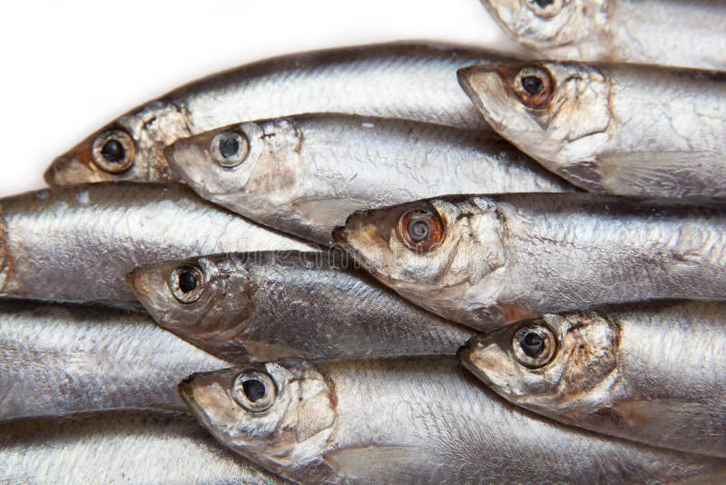 Os Peixes Do Arenque Pequeno Enlataram Isolado Foto de Stock - Imagem ...