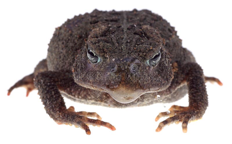 Close up de um sapo foto de stock. Imagem de isolado - 42852004