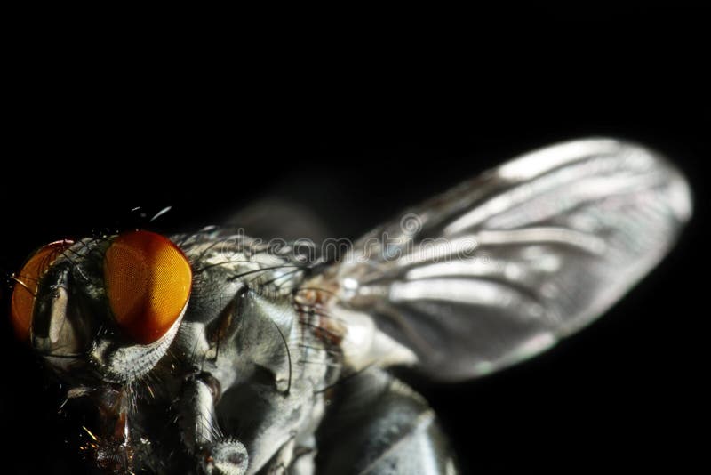 Close up de uma mosca foto de stock. Imagem de asas, sujo - 5403452
