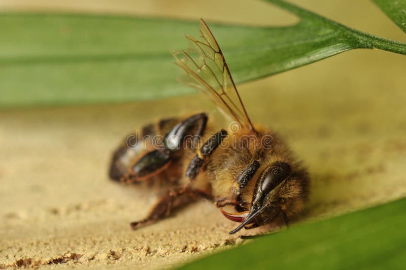 Close-up of Dead Bee - Concept of Evironmental Problems and Risks of ...